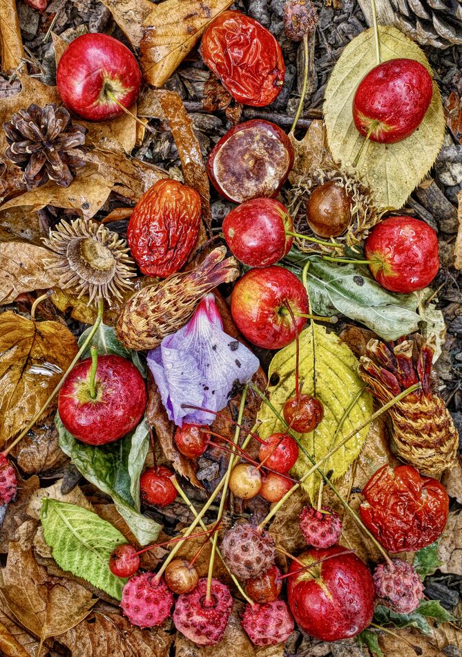 Autumn Time: Autumn foliage collection...