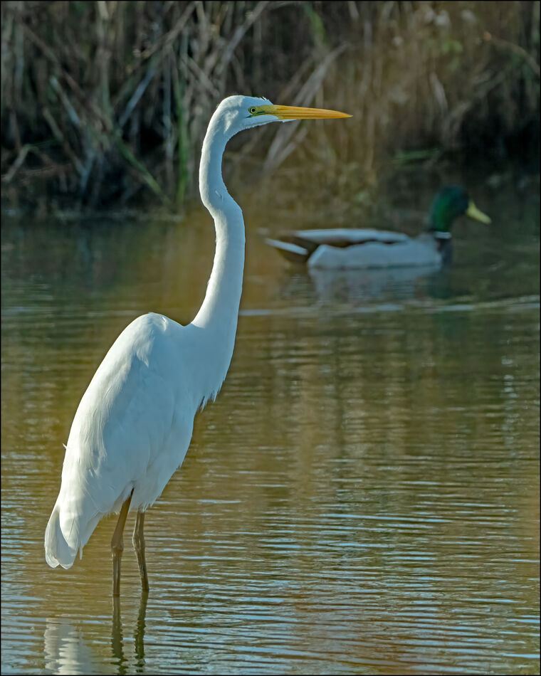Forsythe NWR I: Some of the photographs I made yesterday at the Edwin B ...