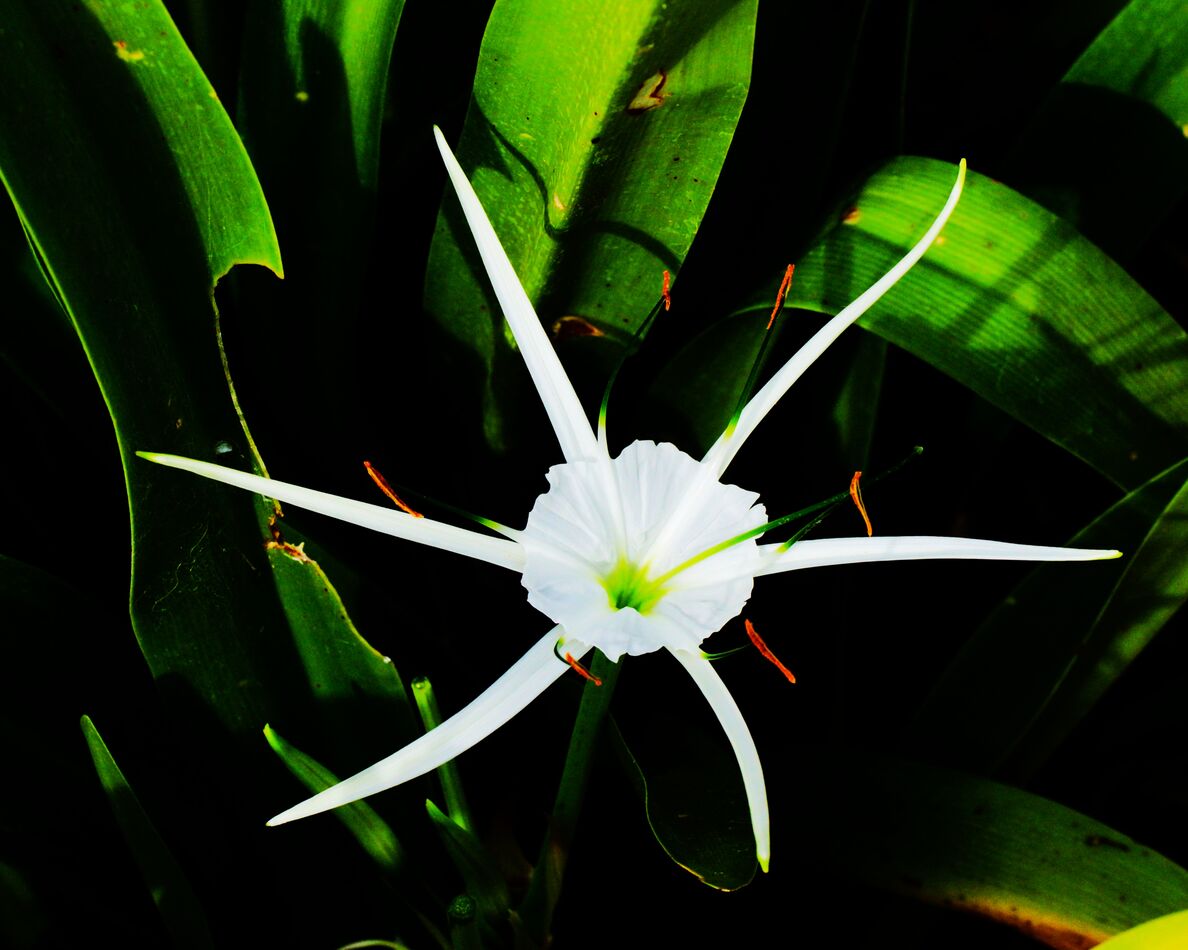 Spider Lilly (I think): Taken a few years ago and I'm not sure on the ID.