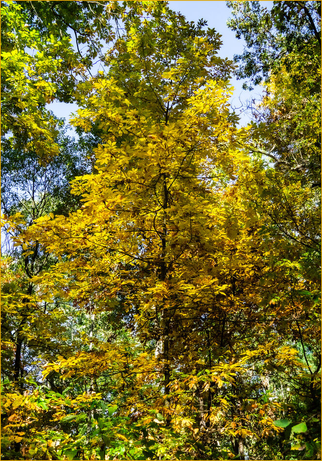 Beginning to See Some Fall Color: Tippecanoe River State Park, Winamac ...