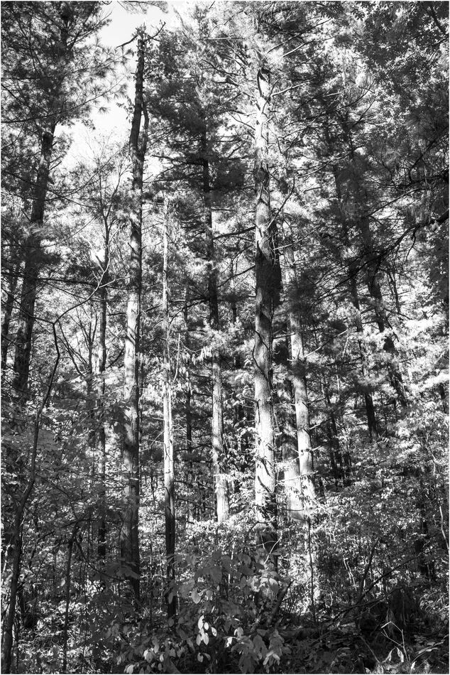 Fall in Monochrome: From last week at Tippecanoe River State Park ...