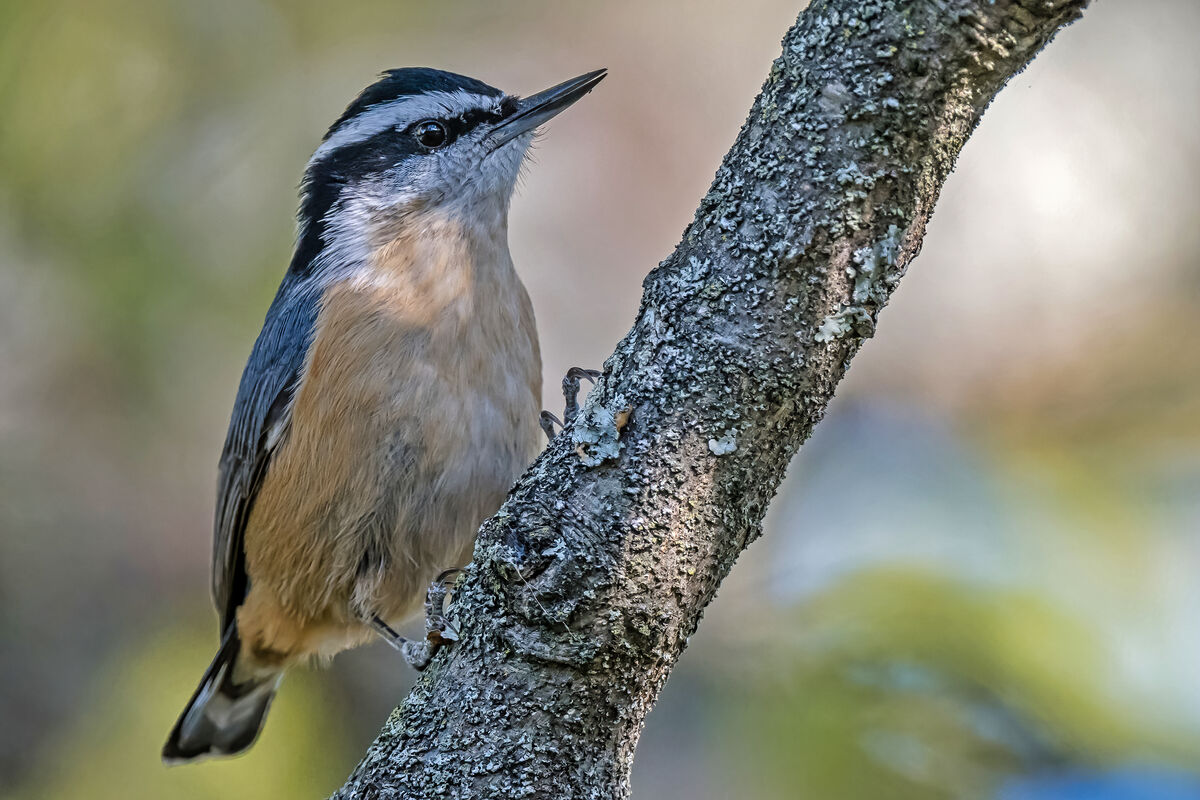 Red-breasted nuthatch & Yellow-bellied sapsucker: It's strange that I ...