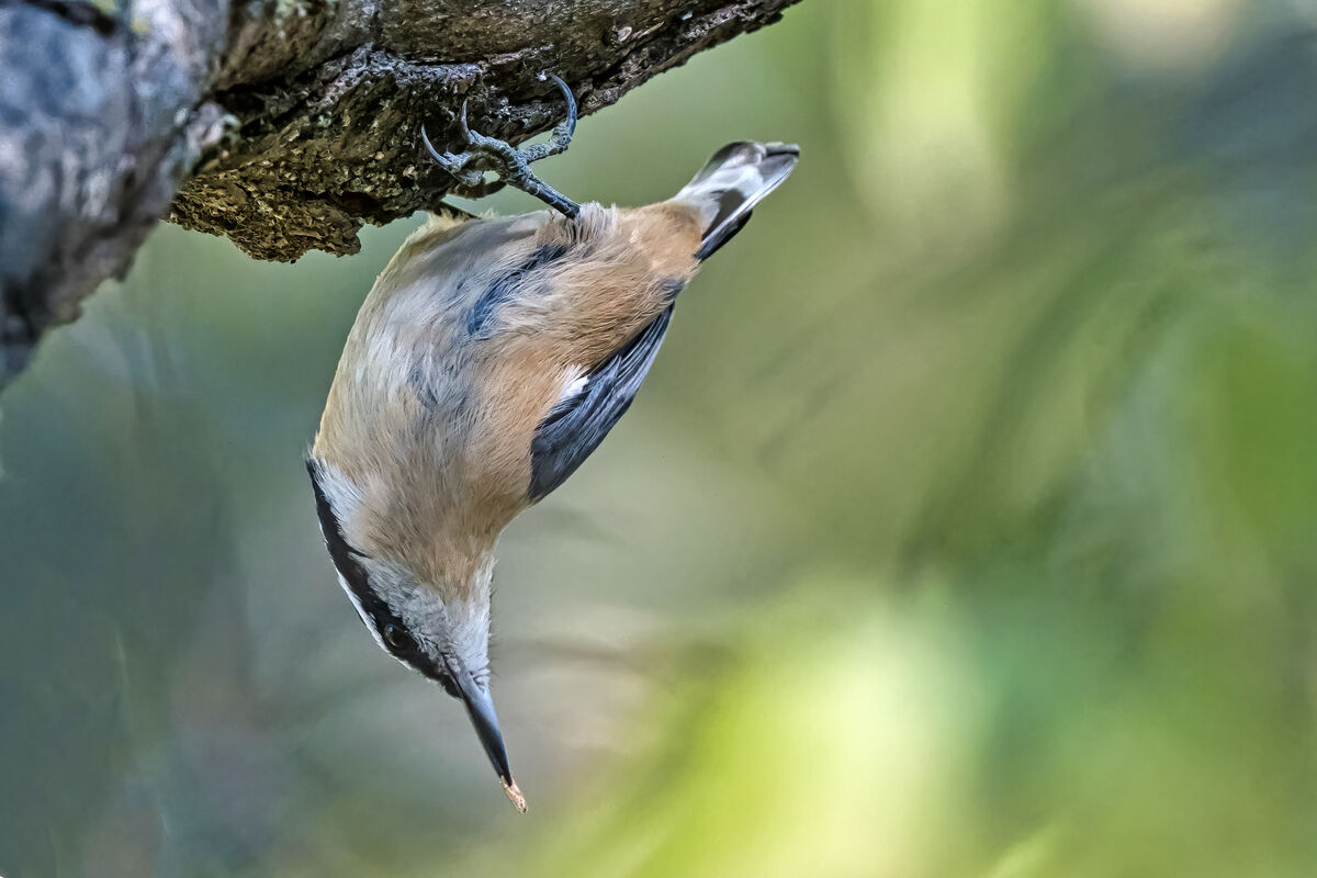 Red-breasted nuthatch & Yellow-bellied sapsucker: It's strange that I ...