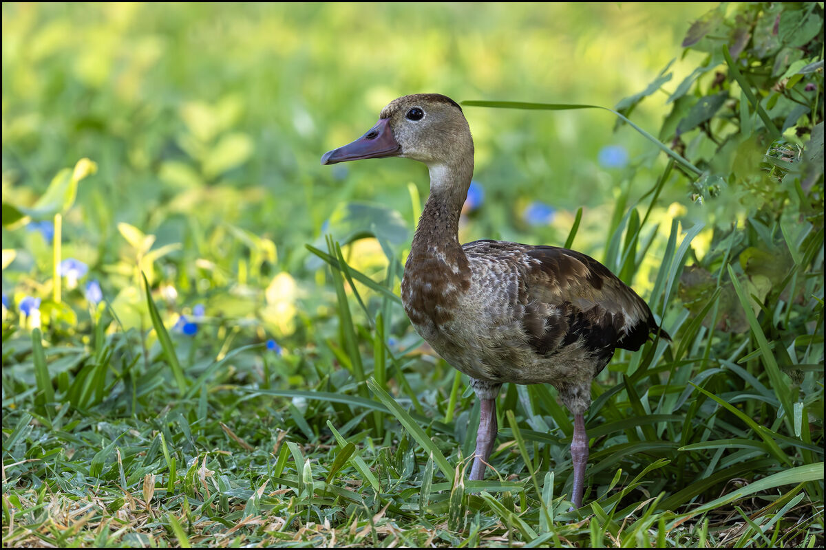 Immature Black-bellied Whistling Duck: The parents are regular visitors ...