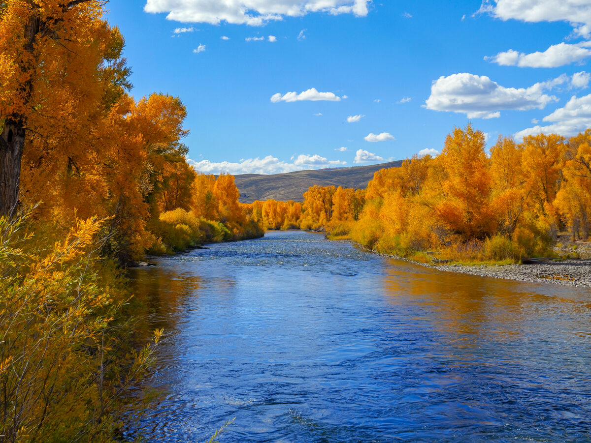 Peak Fall Colors Along The Gunnison River, Colorado: Caught many nice ...
