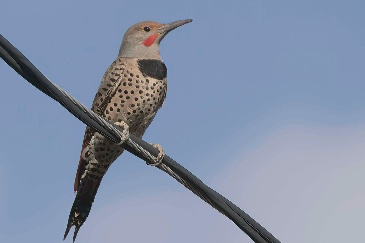 Flicker identification help (Gilded or Northern or Cross): a few days ...
