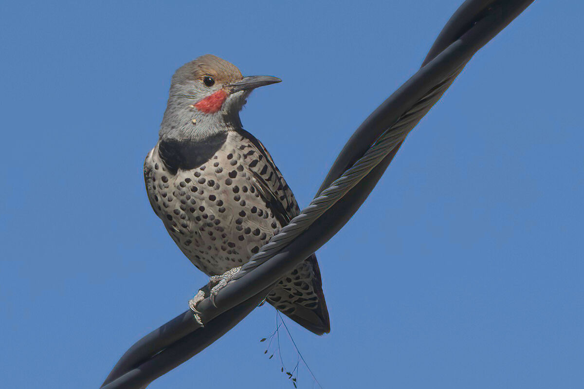 Flicker identification help (Gilded or Northern or Cross): a few days ...