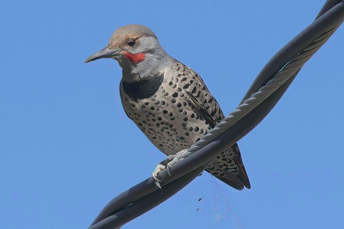 Flicker identification help (Gilded or Northern or Cross): a few days ...