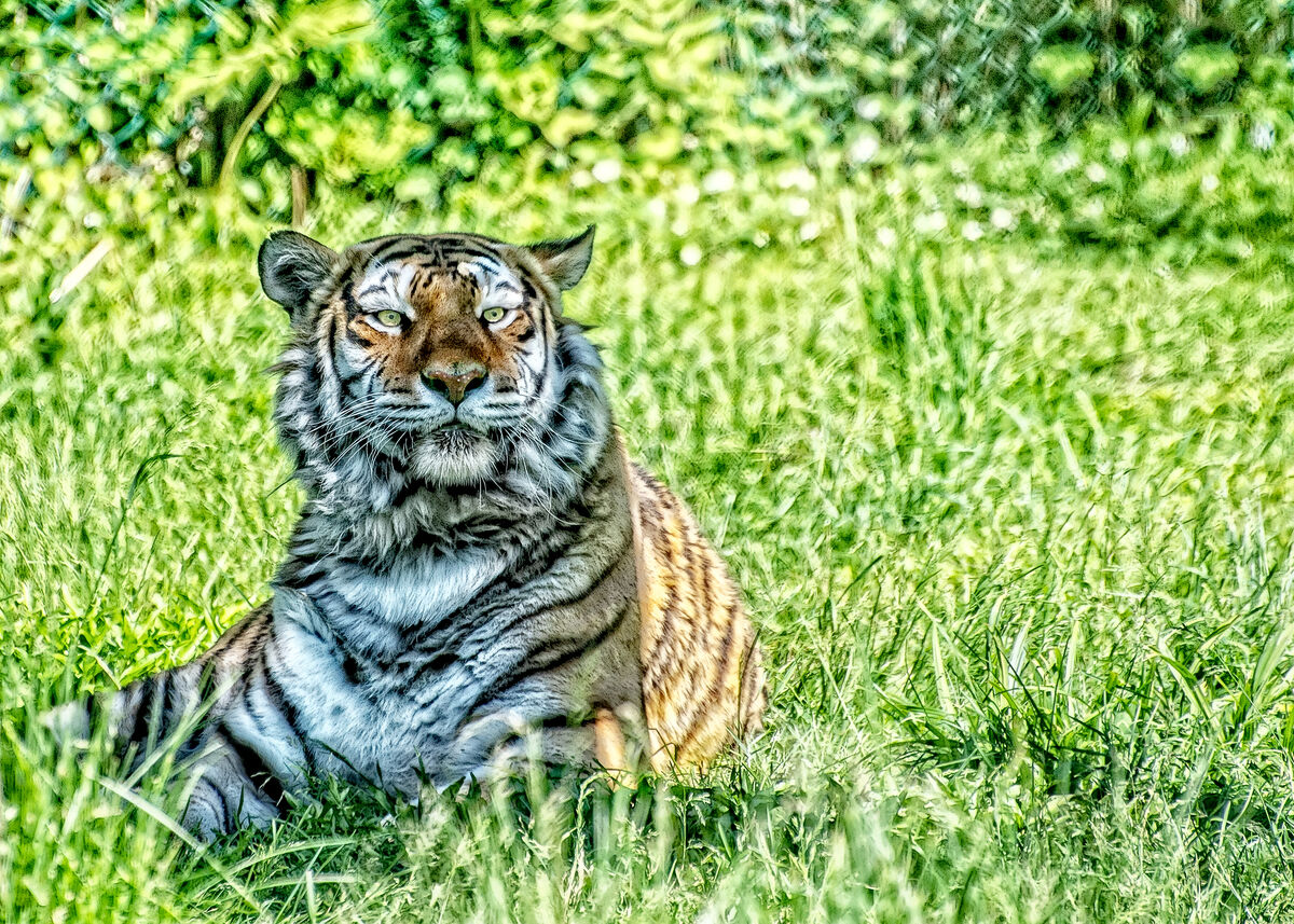 Bengal Tiger: This photograph was taken at York's Wild Kingdom, York, ME.
