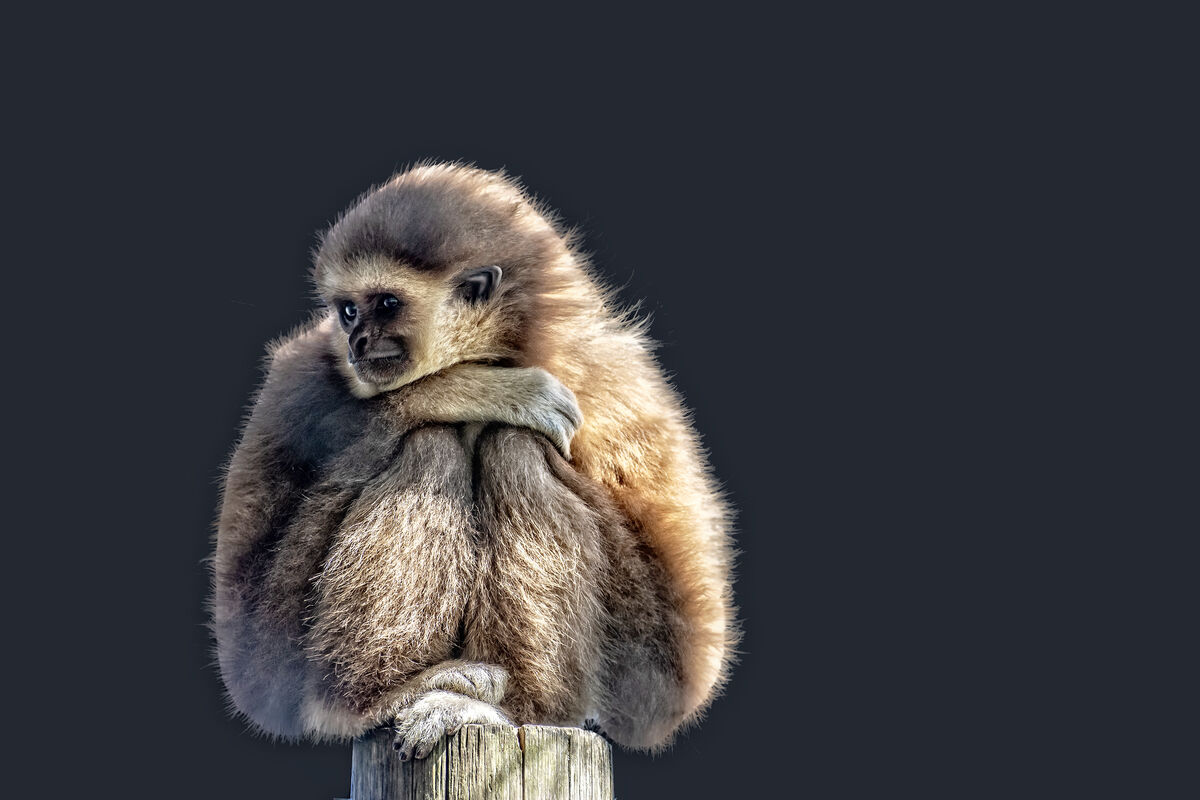 Pensive Gibbon: This photo was taken at the York Wildlife Park, York, ME...