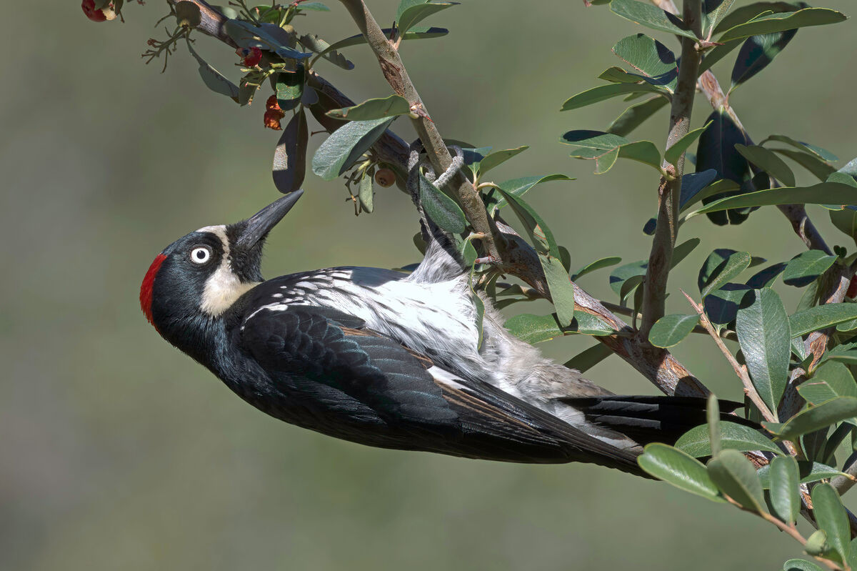 a few more birds from this week at Madera Canyon (plus 1): The ...