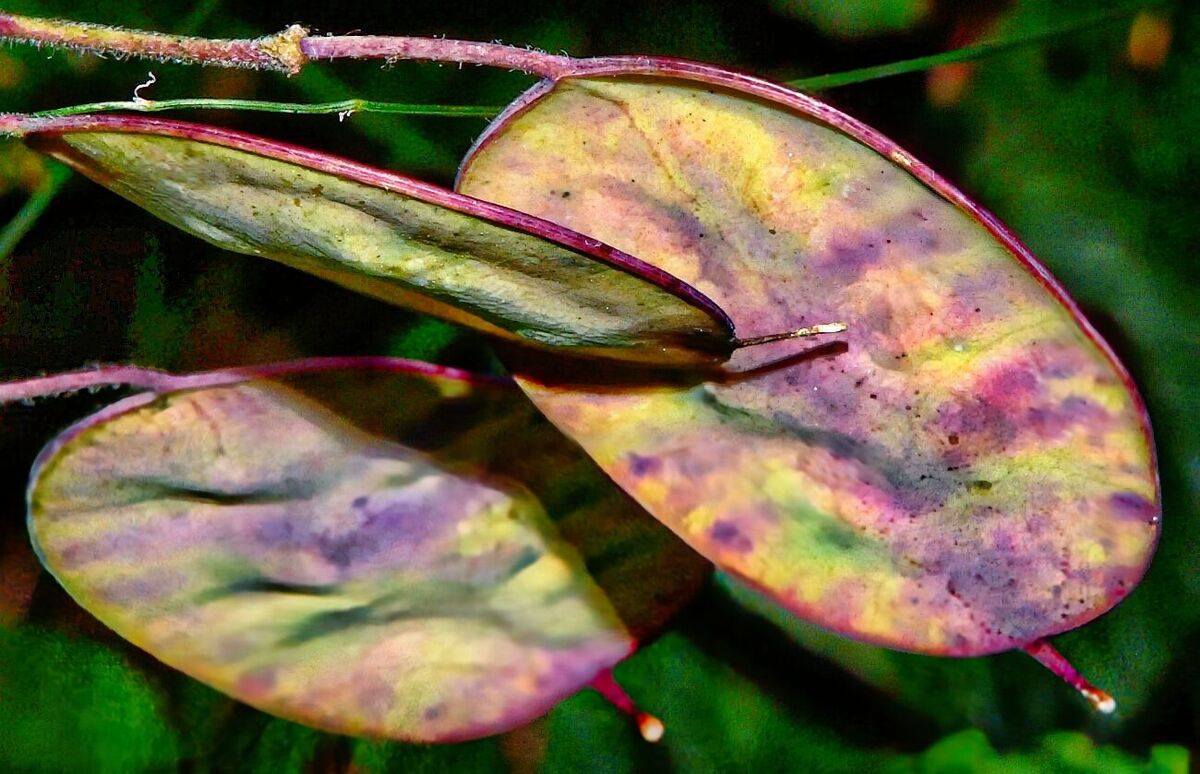 Autumn Scenes: 🍁💛💛🍁...