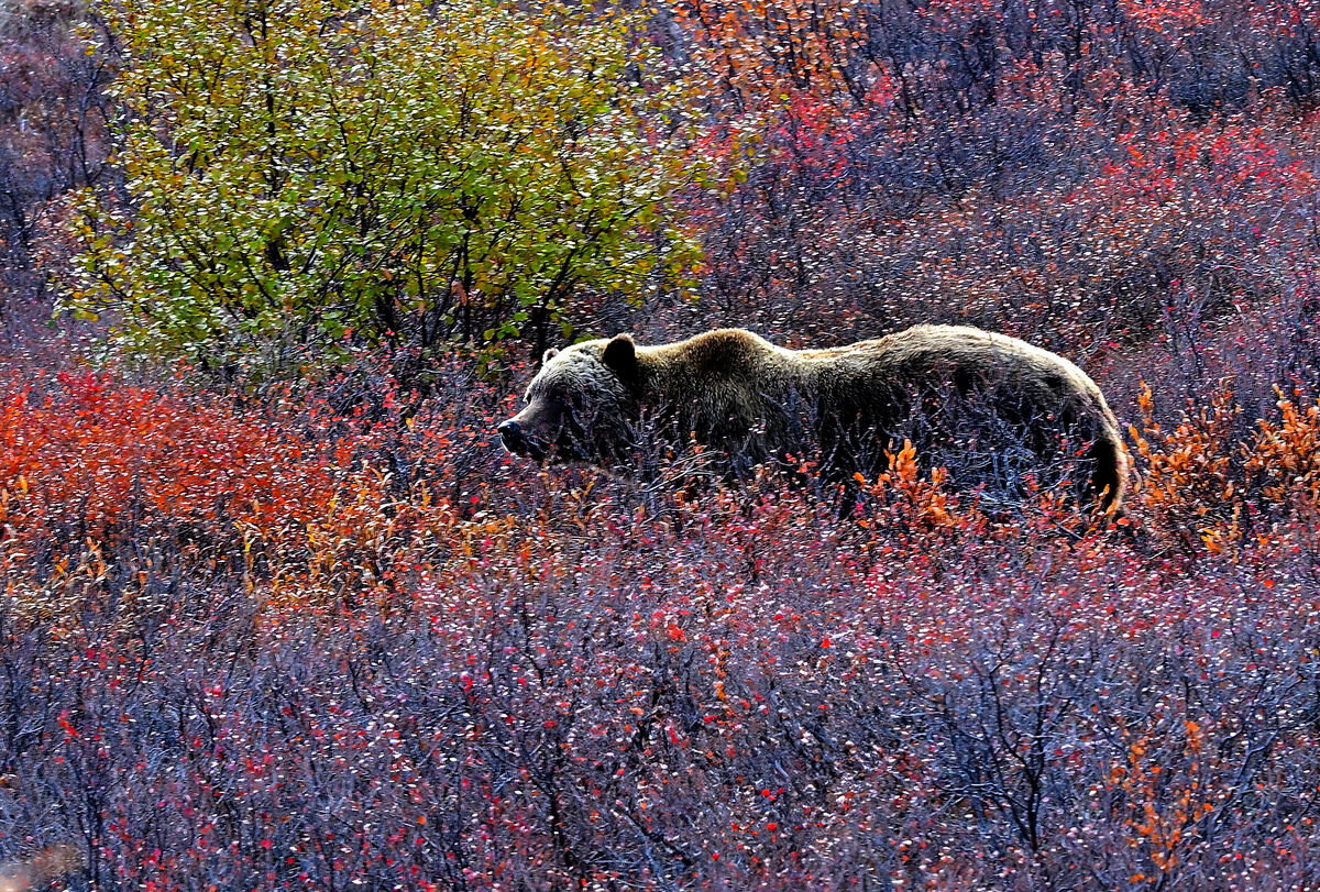 Autumn Colors...The Alaska Range: Afternoon in Denali National Park and ...