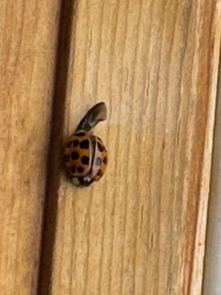 Miscellaneous snaps: A couple of Shep, one of a bug kinda like a ...
