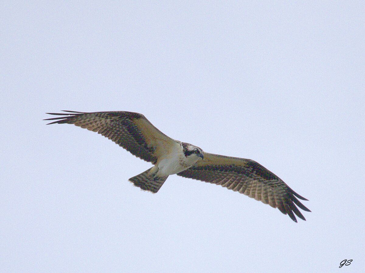 Osprey: Osprey on the hunt. Cherry Grove marsh, coastal South Carolina...