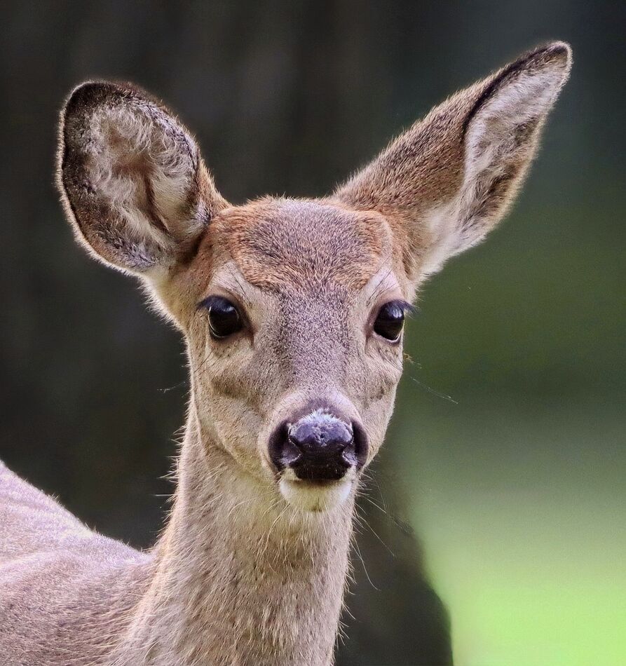 Deer headshot: Always working on things so here's another attempt at a ...