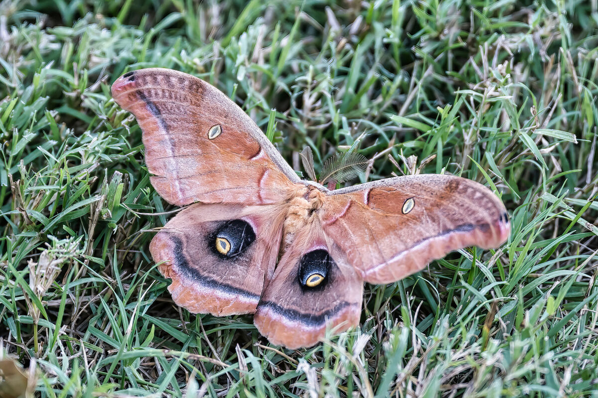 Polyphemus moth: I was by my rose bushes when I saw this moth on the ...