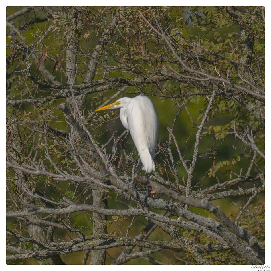 Views of nature: Enjoy your weekend. Pick your favorite bird. I vote ...