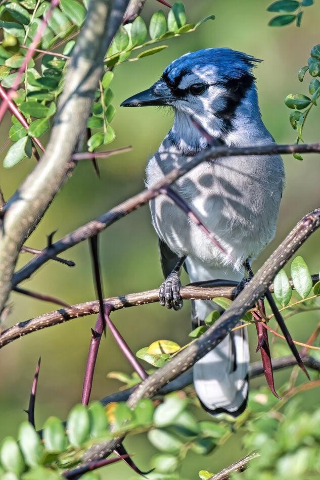 Blue Jay surprise: The local state conservation area that I have ...