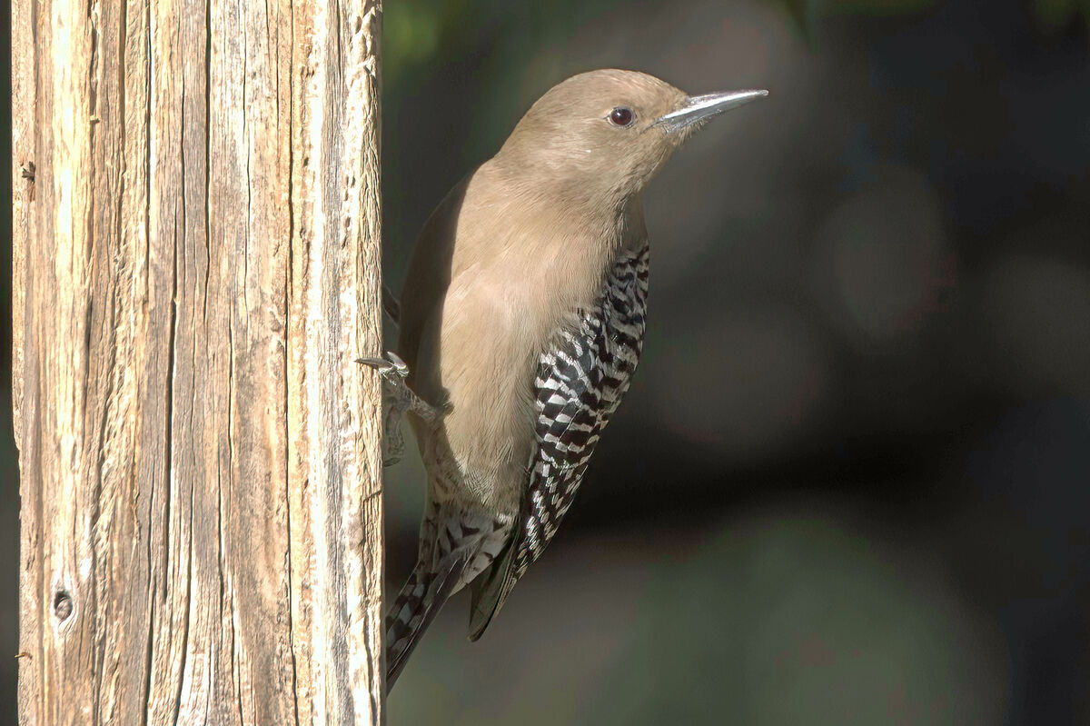 6 different Woodpeckers in one place this week: At Madera Canyon, I had ...