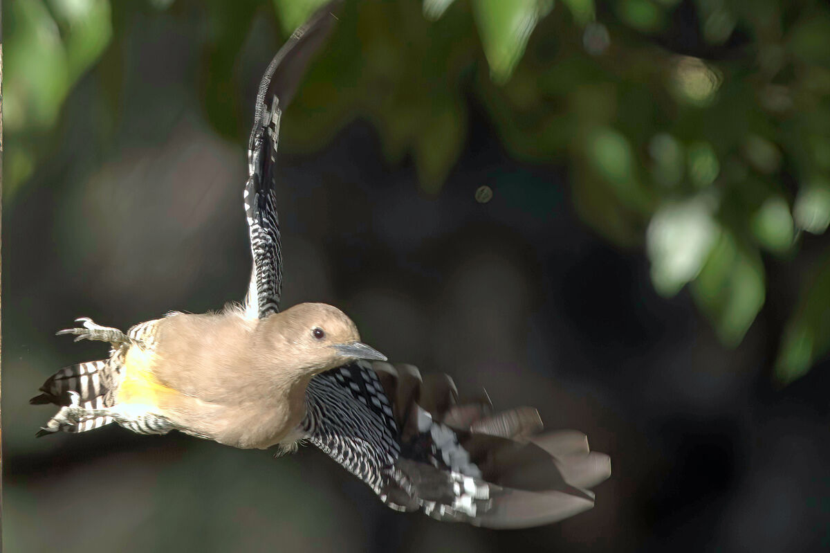 6 different Woodpeckers in one place this week: At Madera Canyon, I had ...