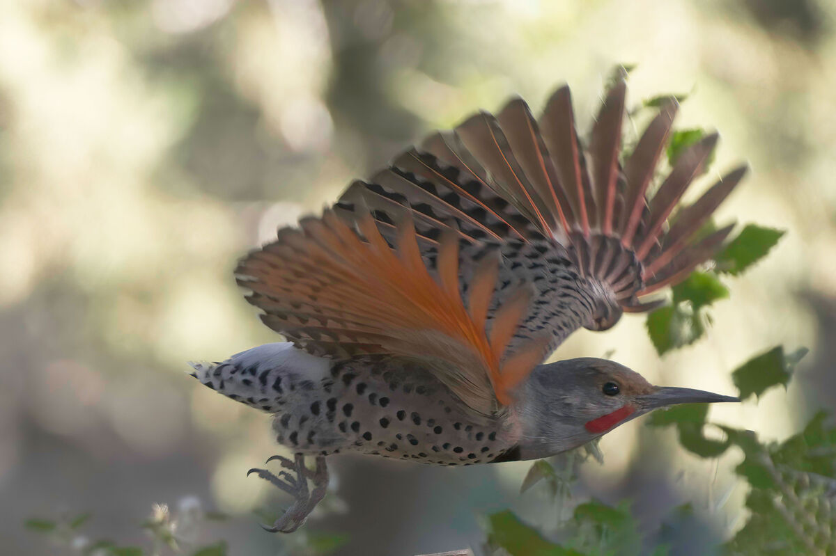 6 different Woodpeckers in one place this week: At Madera Canyon, I had ...