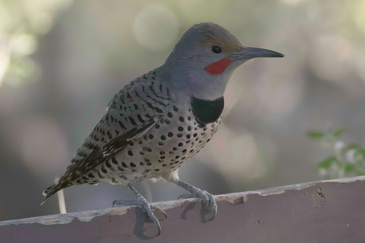 6 different Woodpeckers in one place this week: At Madera Canyon, I had ...