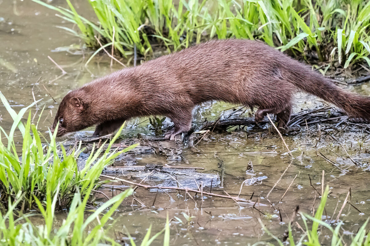 Mink: Lately I'd say 99% of my photography has been birds but I love ...