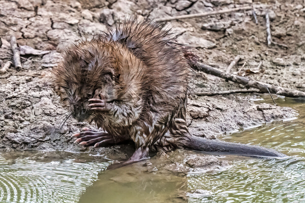Muskrat: Saw this muskrat one day while out looking for some birds to ...