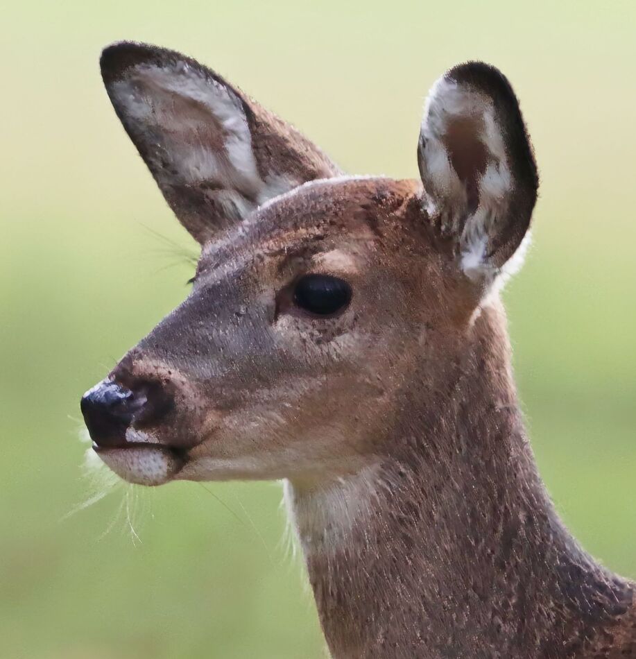Just another deer! Always trying to learn and improve, so wanted to try ...