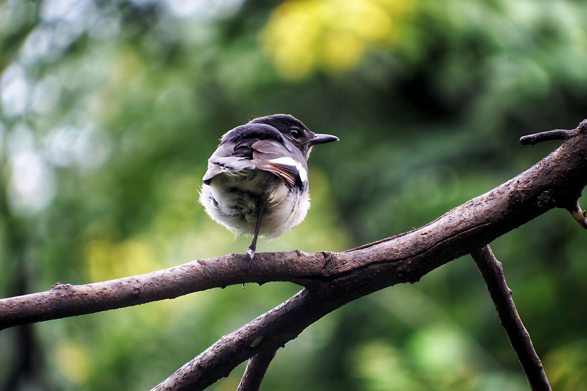 Small birds: A magpie and a pond heron standing on one leg. Both taken ...