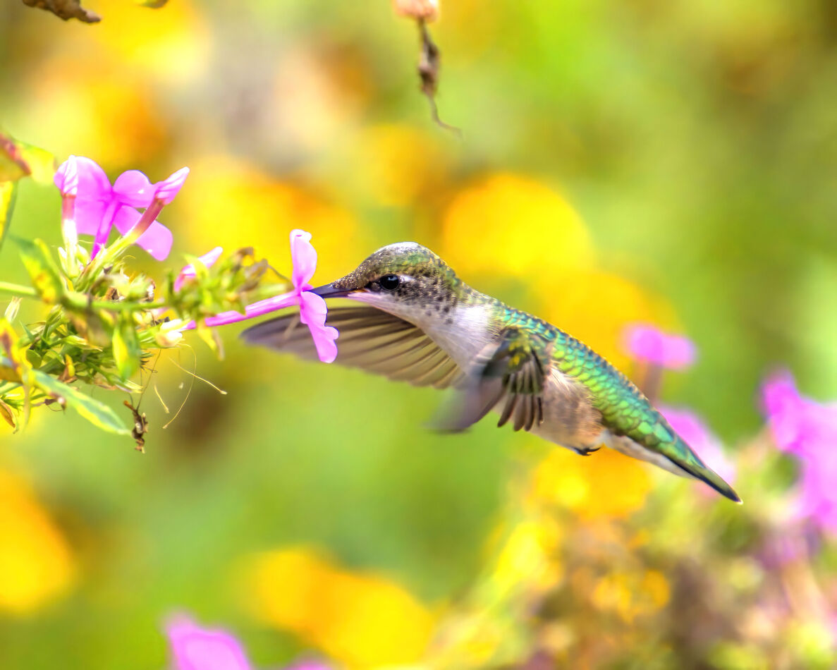 Hummingbirds: After years of enjoying others' photos, it is time to ...