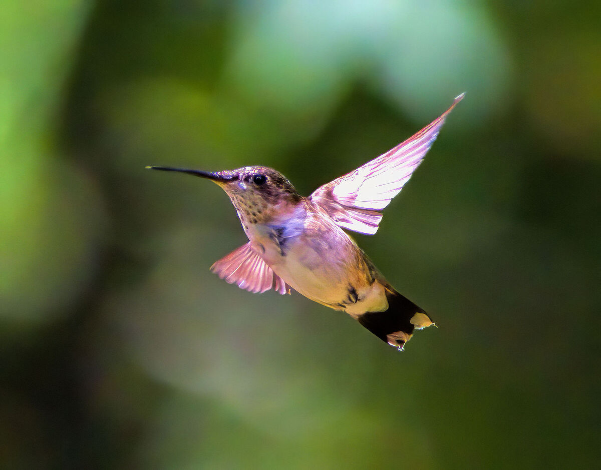 Hummingbirds: After years of enjoying others' photos, it is time to ...