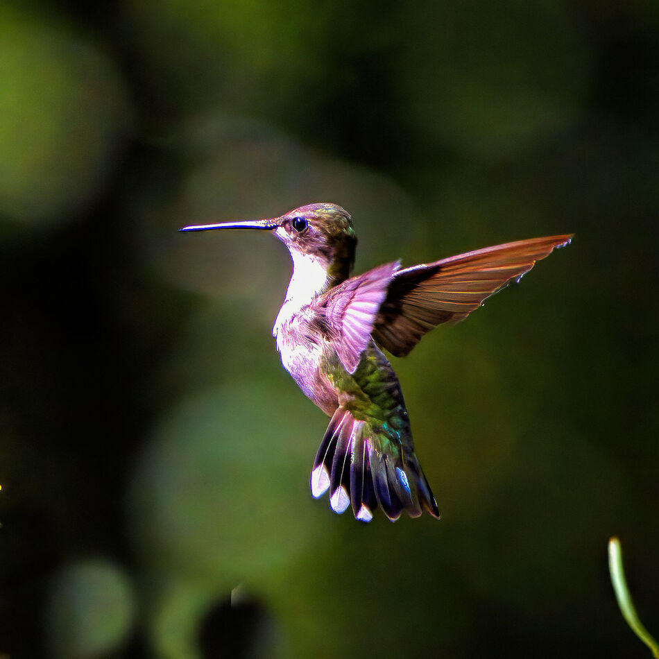 Hummingbirds: After years of enjoying others' photos, it is time to ...
