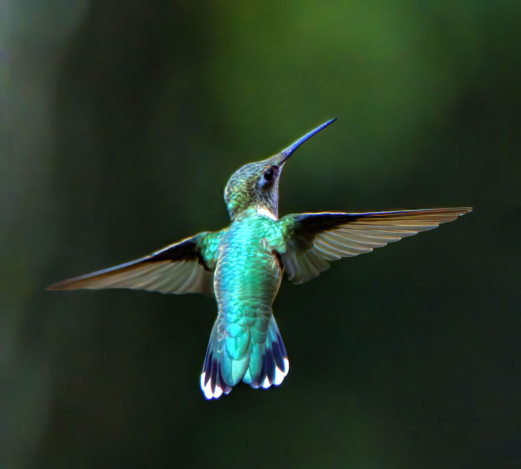 Hummingbirds: After years of enjoying others' photos, it is time to ...