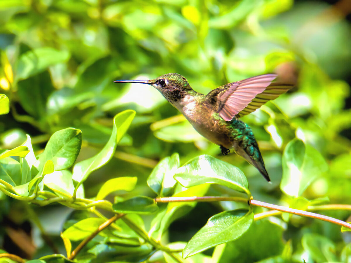 Hummingbirds: After years of enjoying others' photos, it is time to ...