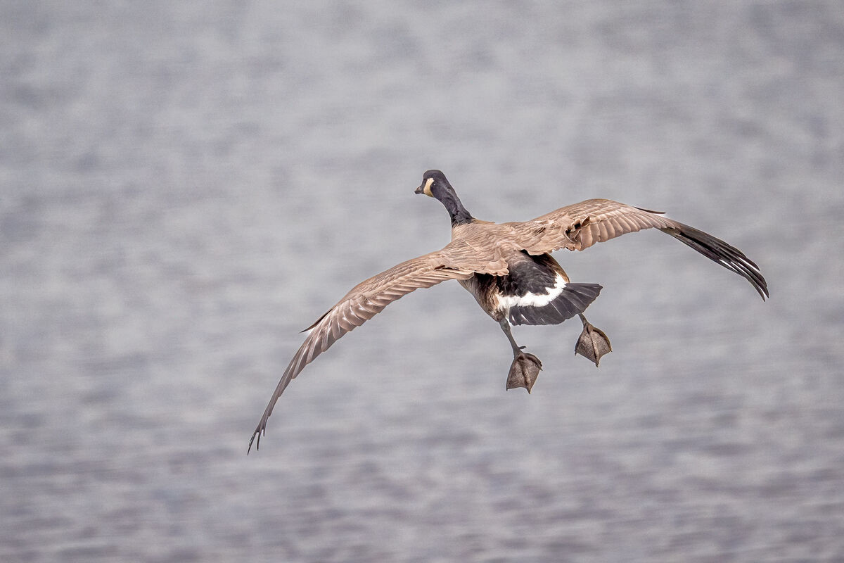 Canada Geese Port Orchard, WA October 2925: A few more shots from ...