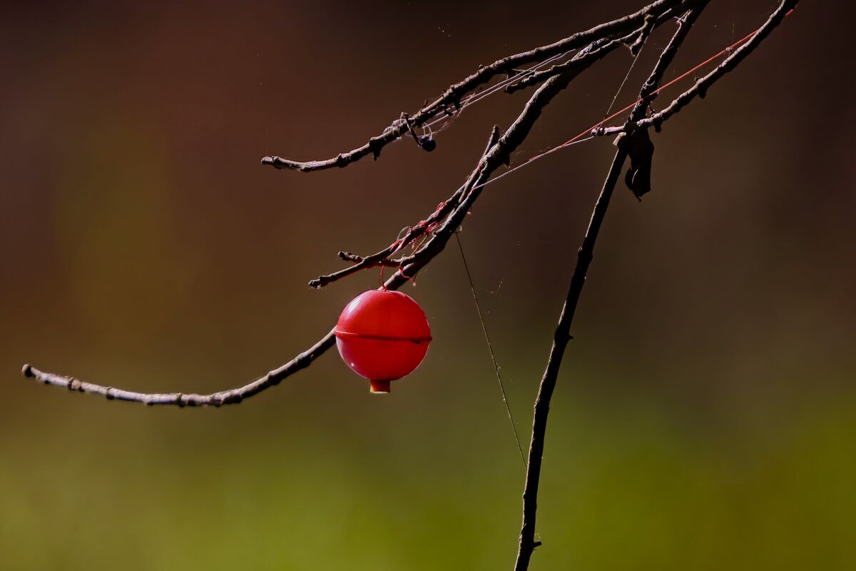 There has to be a story here- fishing lure in the tree! Since I was ...