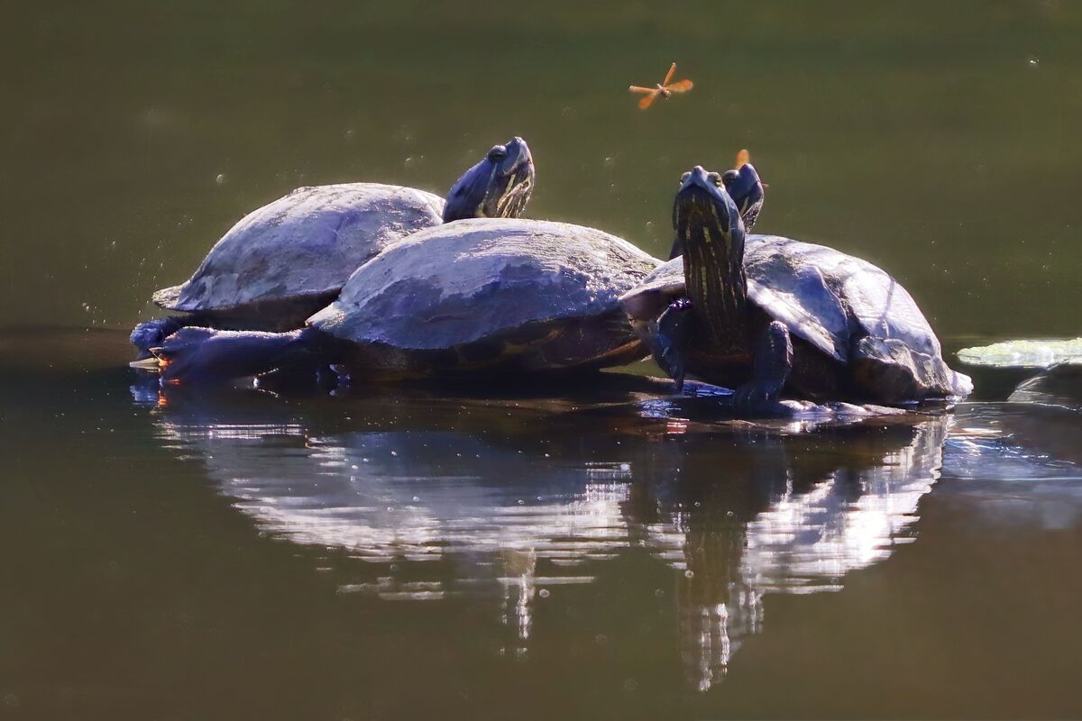 Some turtles who stuck around: Was really lucky with the turtles today ...