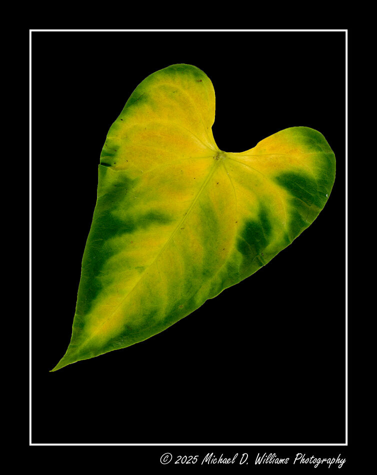 Leaf: Image created as a scan on a scanner: Leaf: Image created as a ...