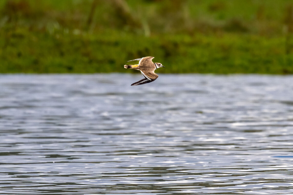 Killdeer Fun Belfair State Park 10-2-2025: While walking the dog I ...