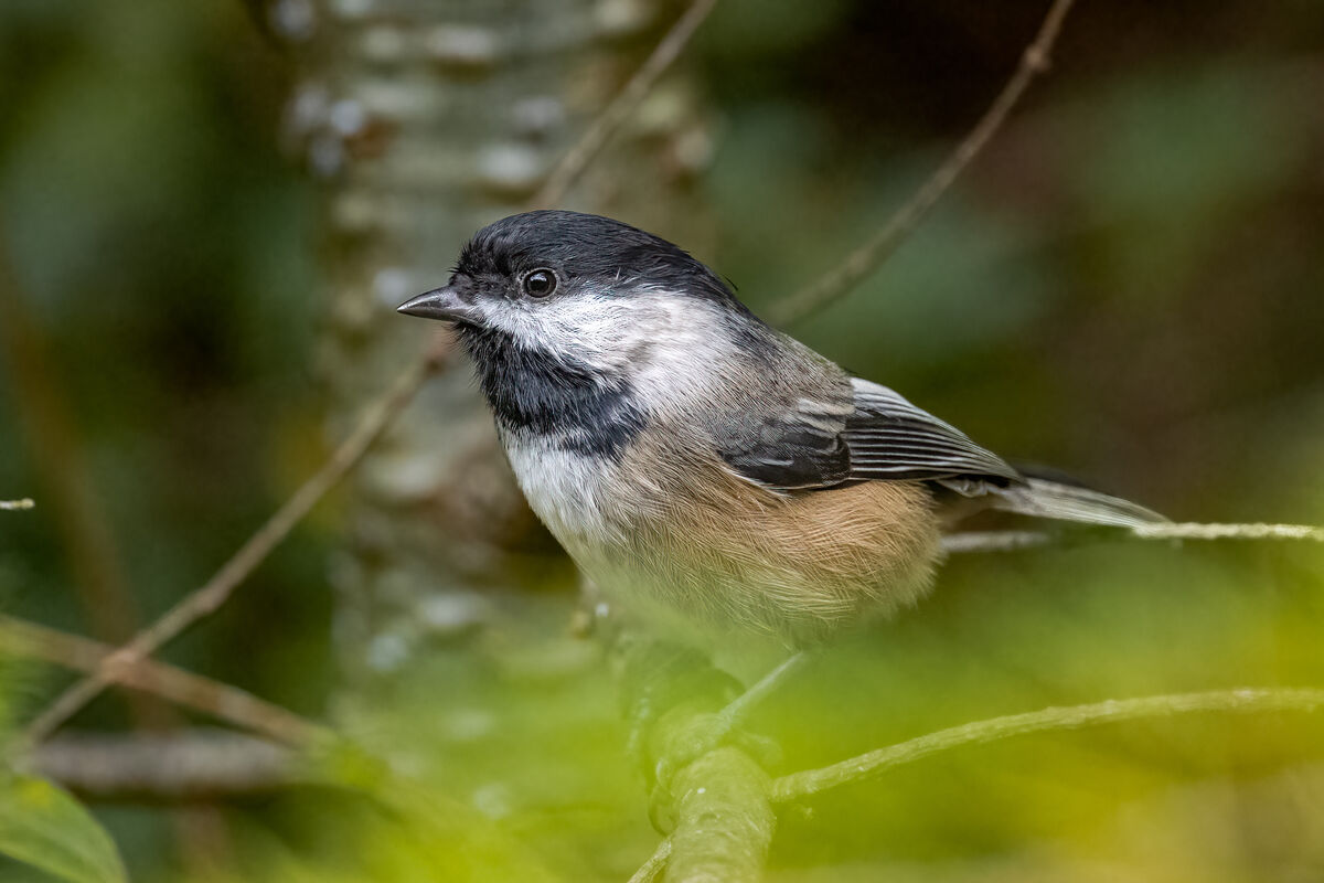 Black-capped Chickadee Peek-a-Boo, Our Short Forest 10-3-2025: Fun ...