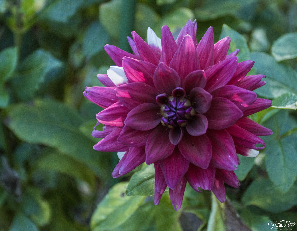 Struggling with focus on 90D: Hi all! I'm looking for some input from ...