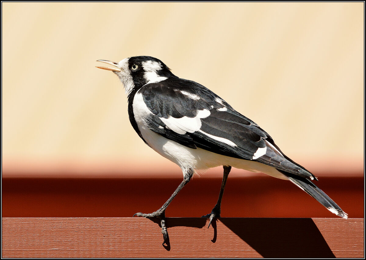 Murray Magpie: This bird has three different names, depends where you ...