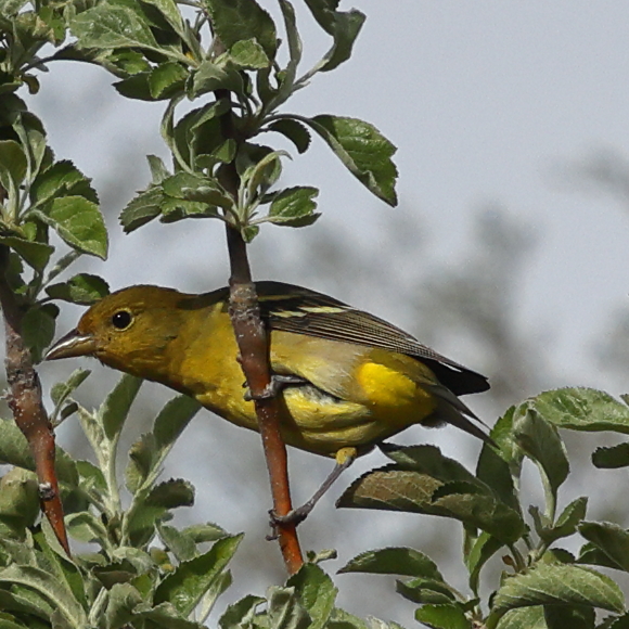 Western Tanager in a tree NM: Western Tanager in a tree NM...