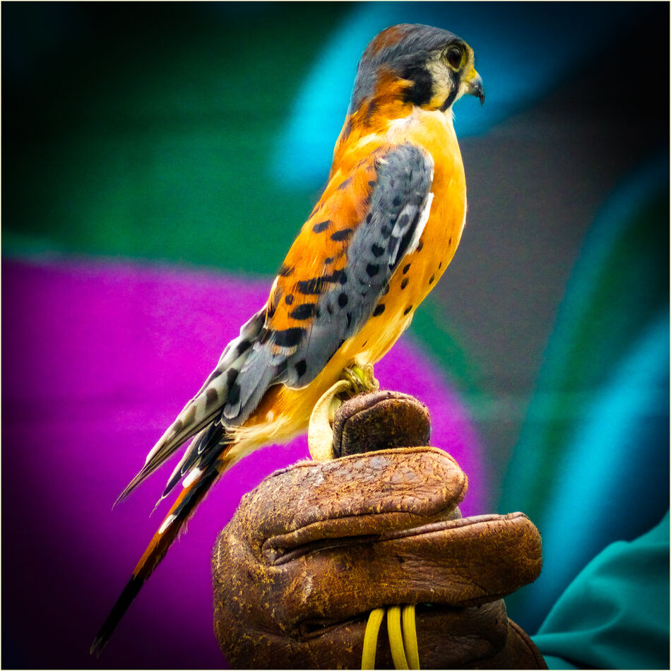 Raptor: Shot at a Roberts Photo Tamron seminar. A handler was there ...