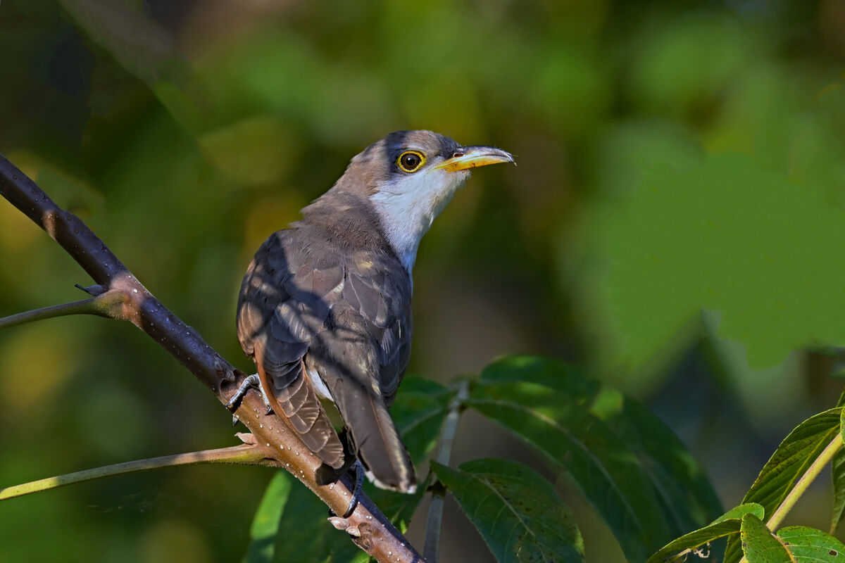 Yellow-billed cuckoo, dorsal views: Old Bynum Bridge, Pittsboro, NC ...