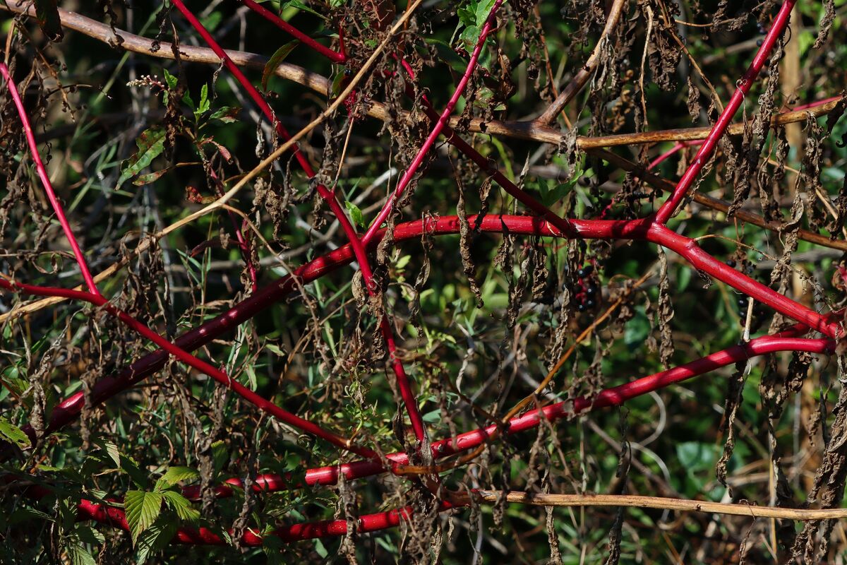 This plant caught my eye: Since the weather was better and I was on the ...