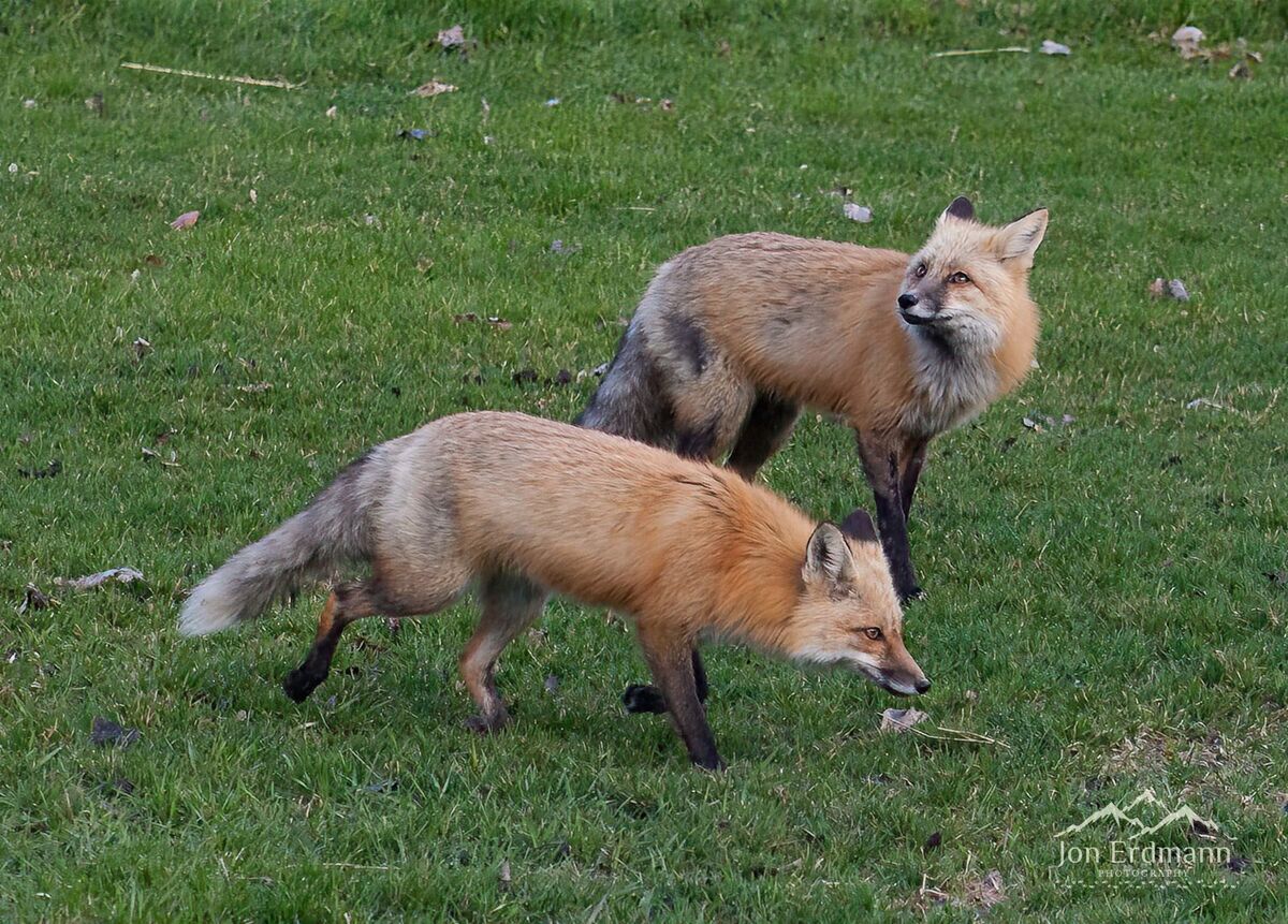 A pair of foxes: I was at a friends place not far from where I live ...