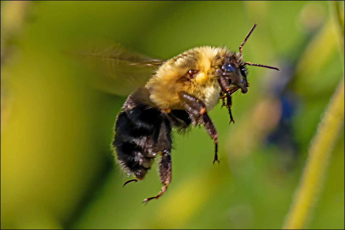 Meadowbrook Farm II: More from Saturday's visit to the farm. The ...